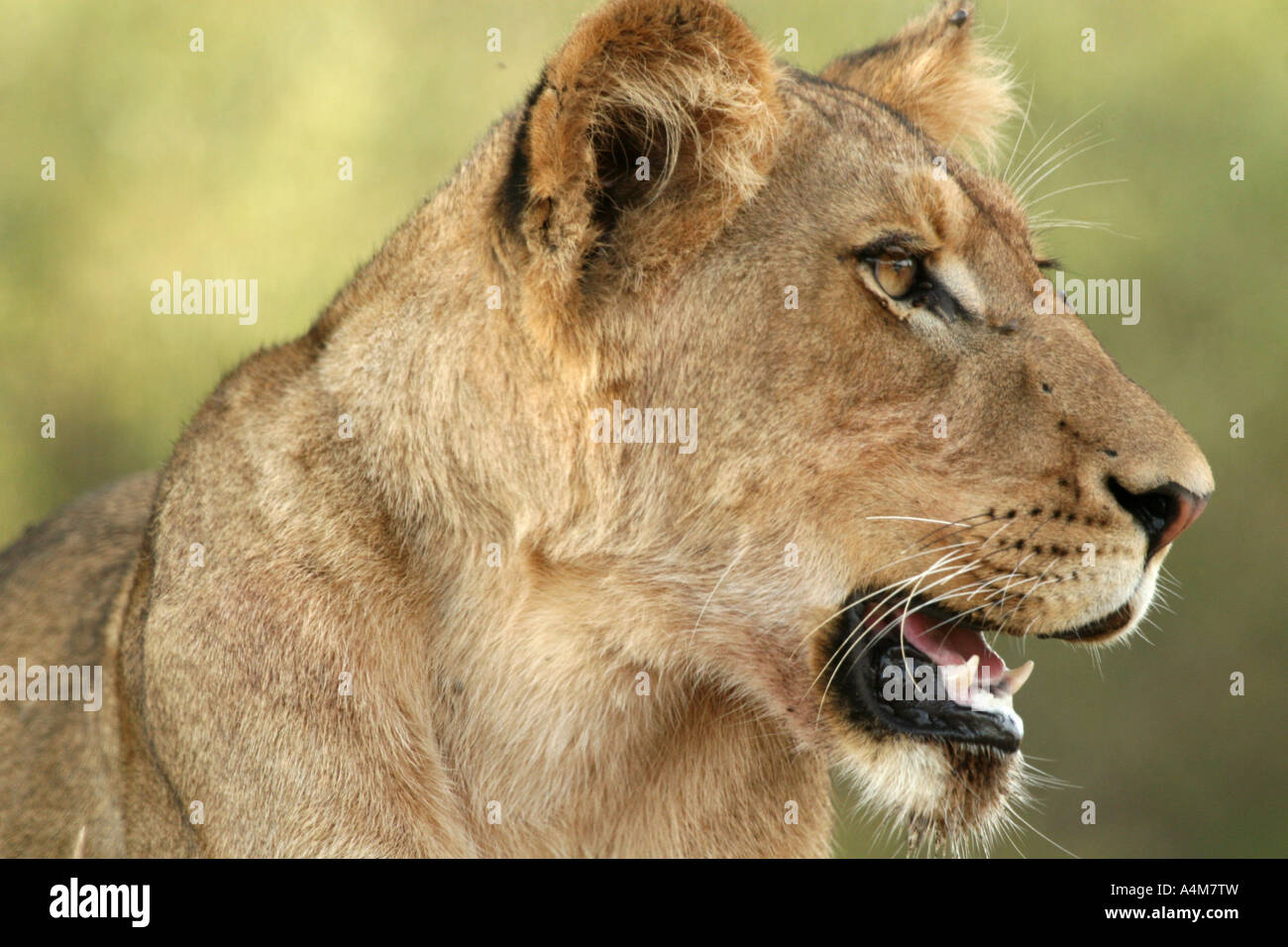 Close-up of Lion Cub Stock Photo - Alamy