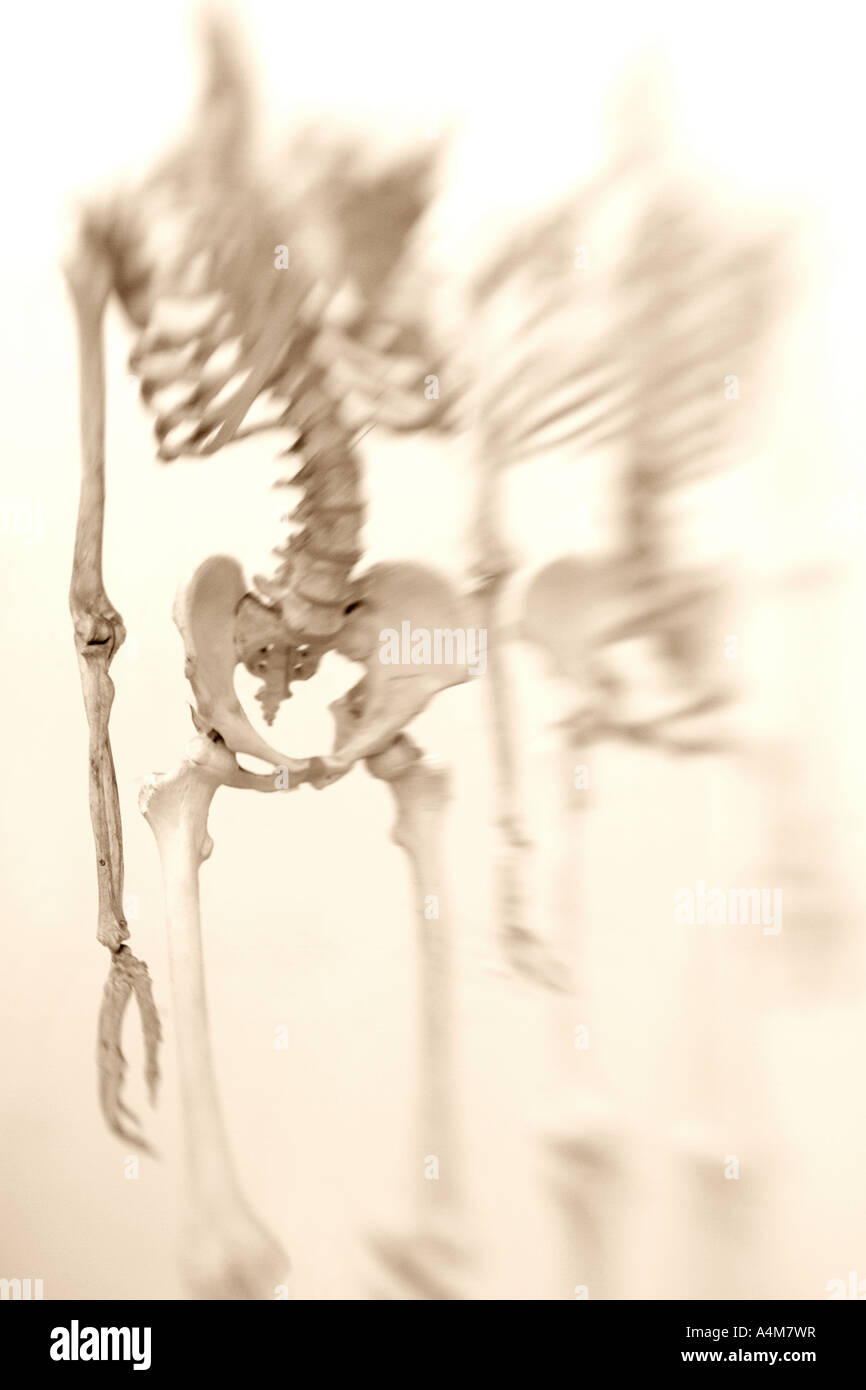 High key artistic image of two standing human skeletons Stock Photo - Alamy