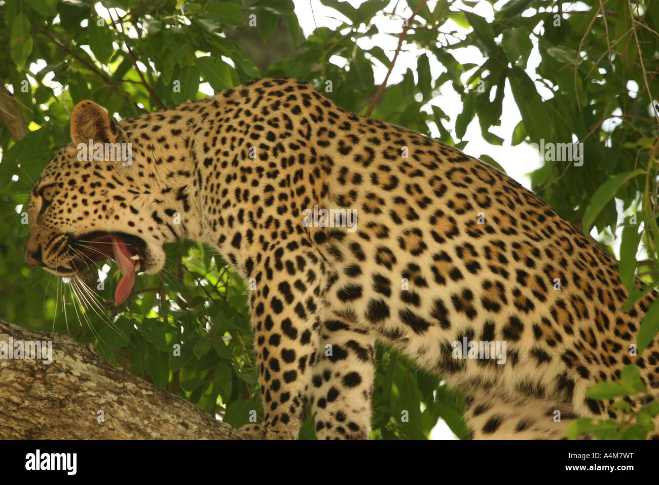 Tired tree hi-res stock photography and images - Alamy