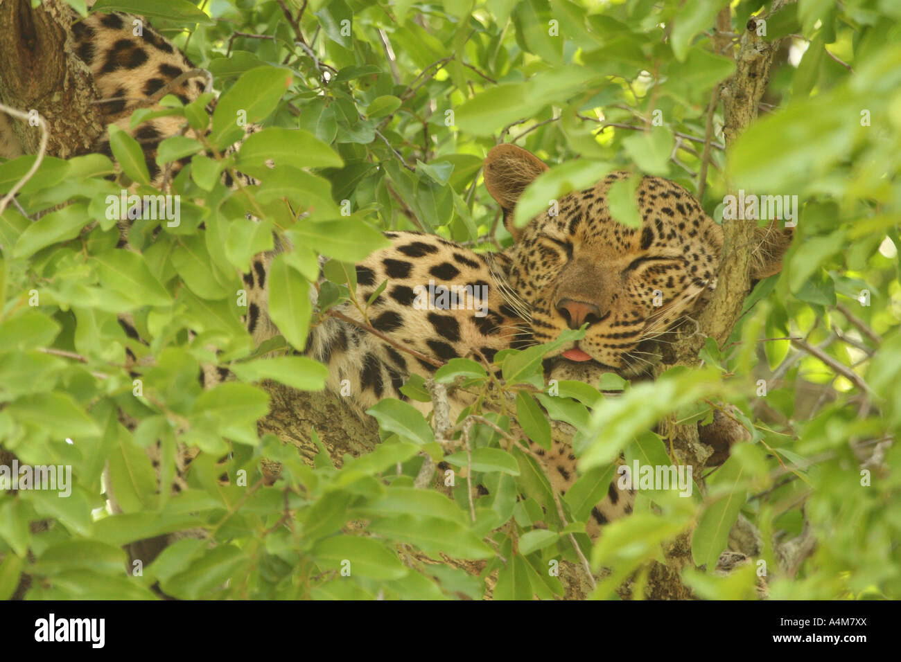Leopard sleeping, hidden up a tree Stock Photo - Alamy