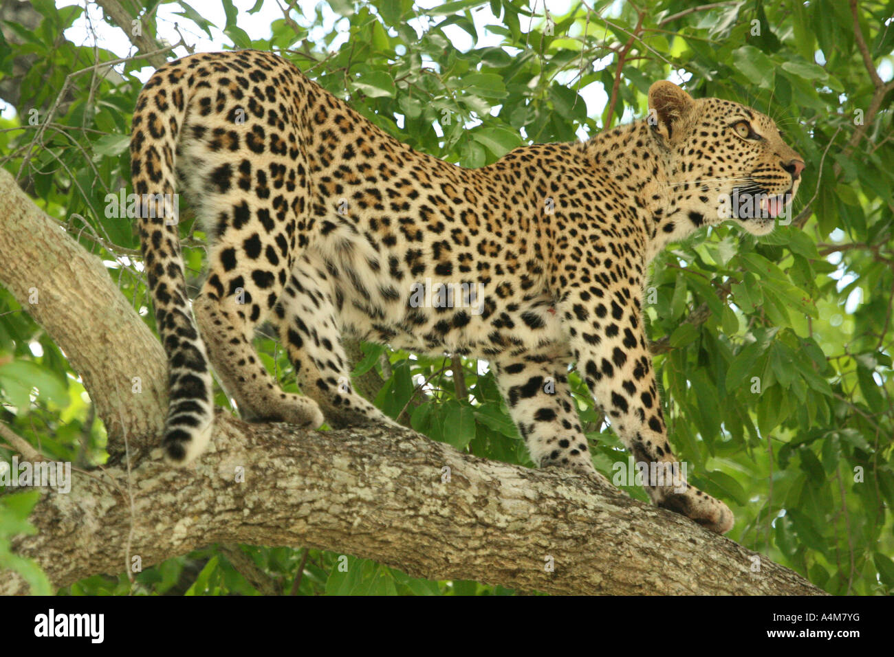 Female leopard close up hi-res stock photography and images - Alamy