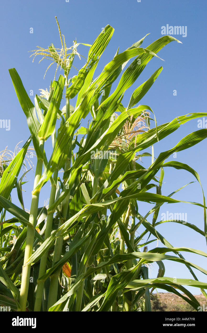 Mature corn stalks seen against a vivid summer or autumn sky Stock ...