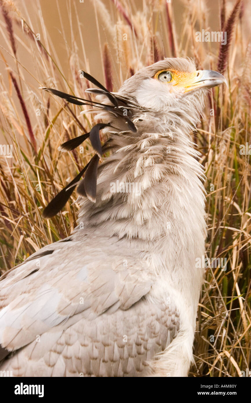 The distinctive secretary bird of Africa, seen against a natural ...