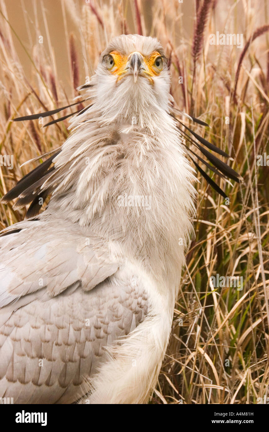 A secretary bird, found in Africa, is seen against a natural background ...