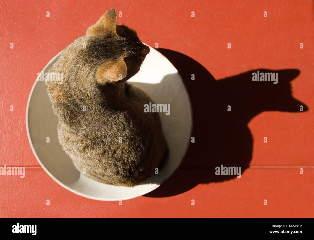 Striking image of a cat and its cast shadow on a red background Stock ...