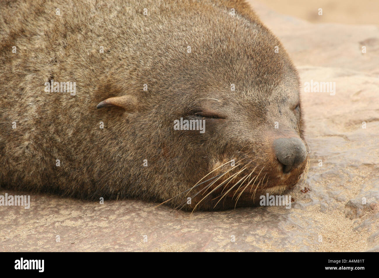 Skeleton sleeping hi-res stock photography and images - Alamy
