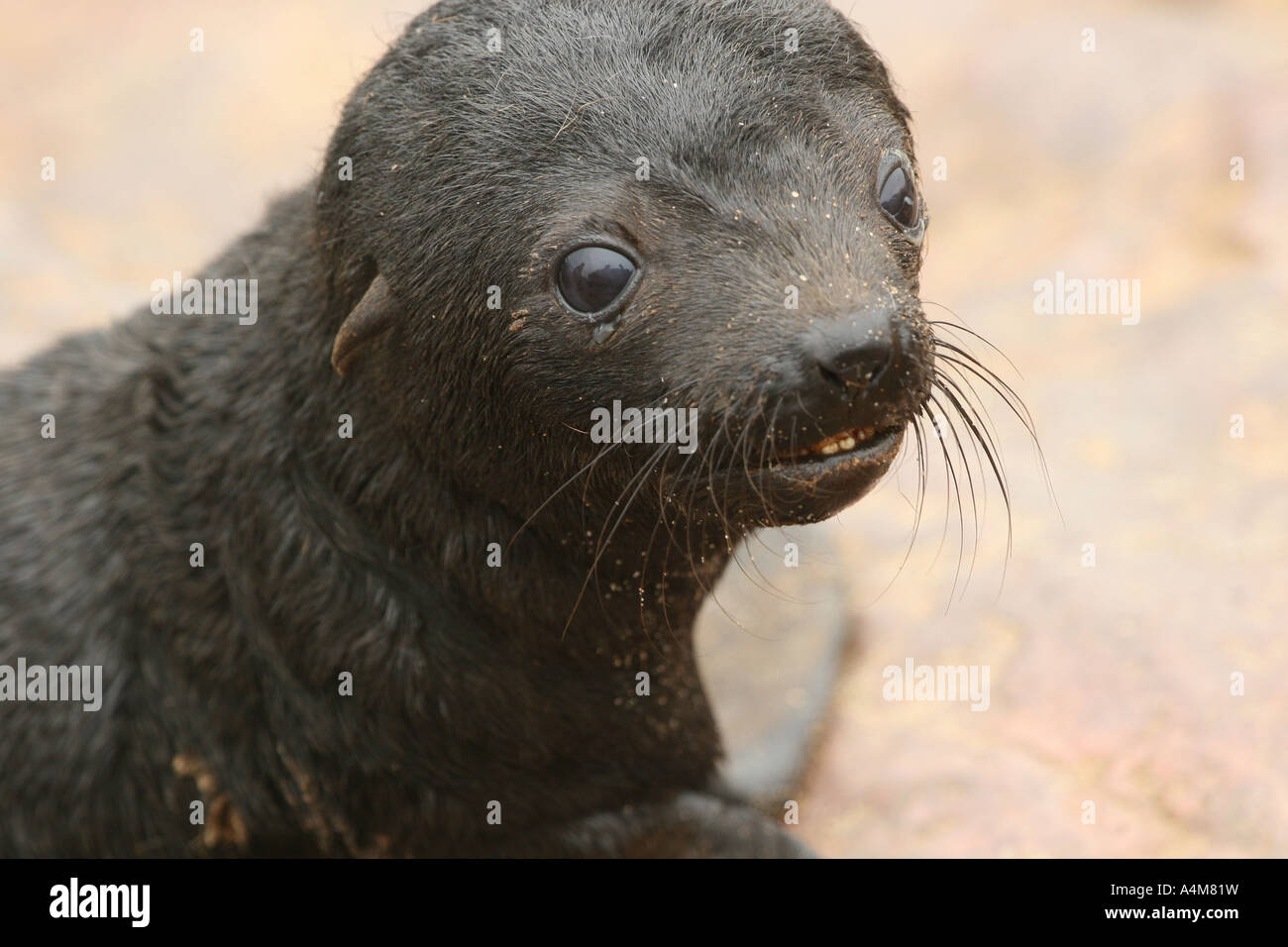 Baby seal cape cross skeleton hi-res stock photography and images - Alamy