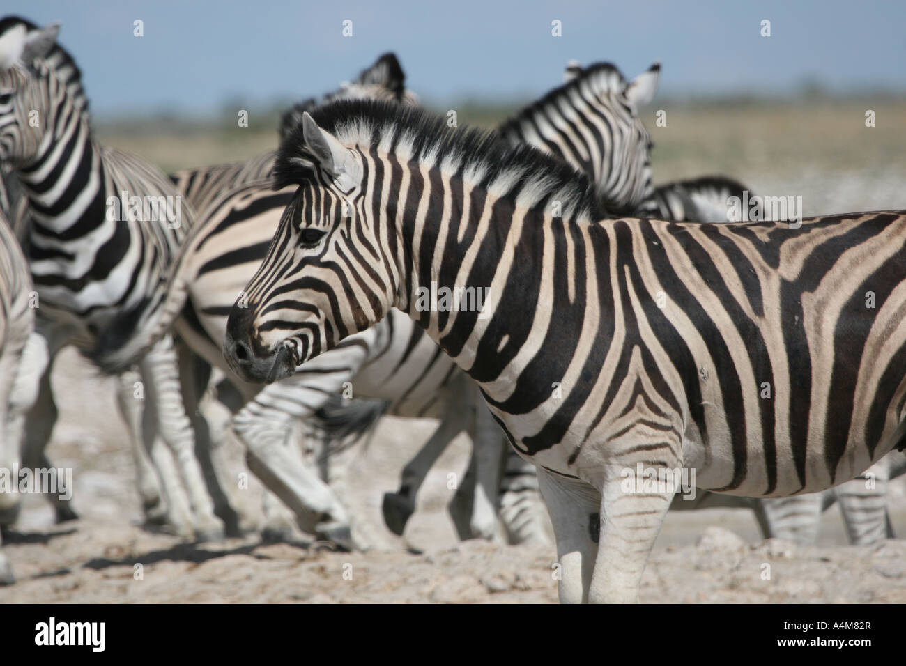 Zebra Mating High Resolution Stock Photography and Images - Alamy
