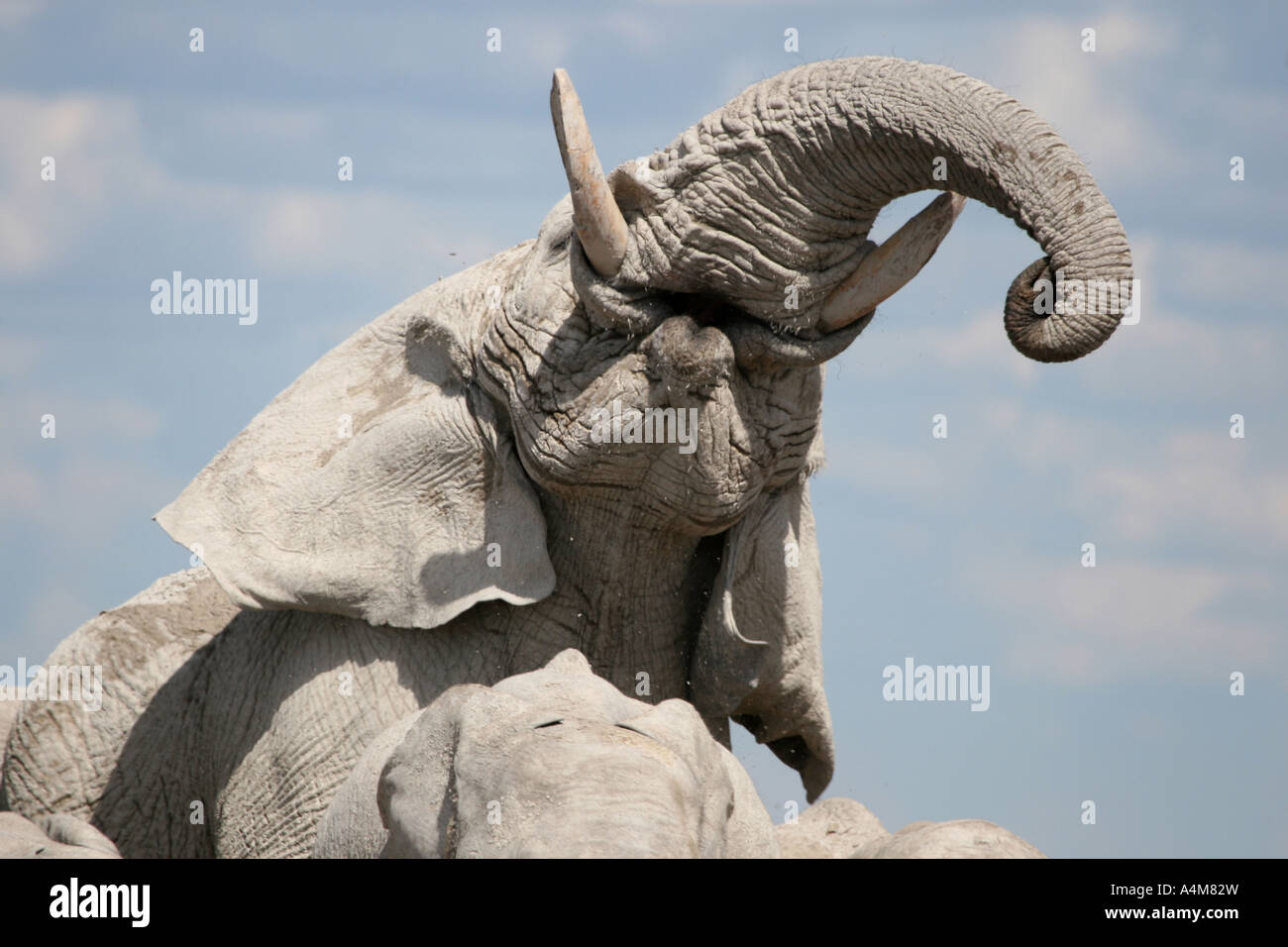 Laughing Elephant High Resolution Stock Photography and Images - Alamy