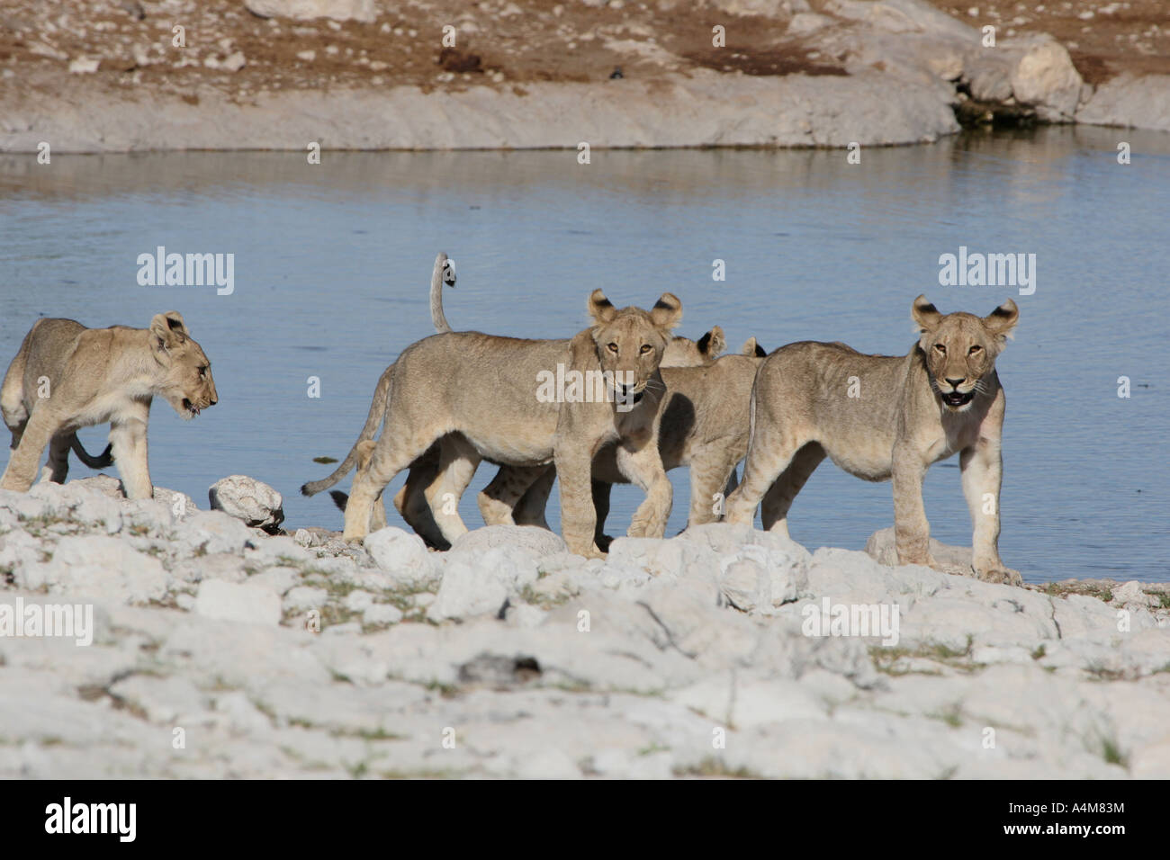 Family of lions and cubs at waterhole hi-res stock photography and ...