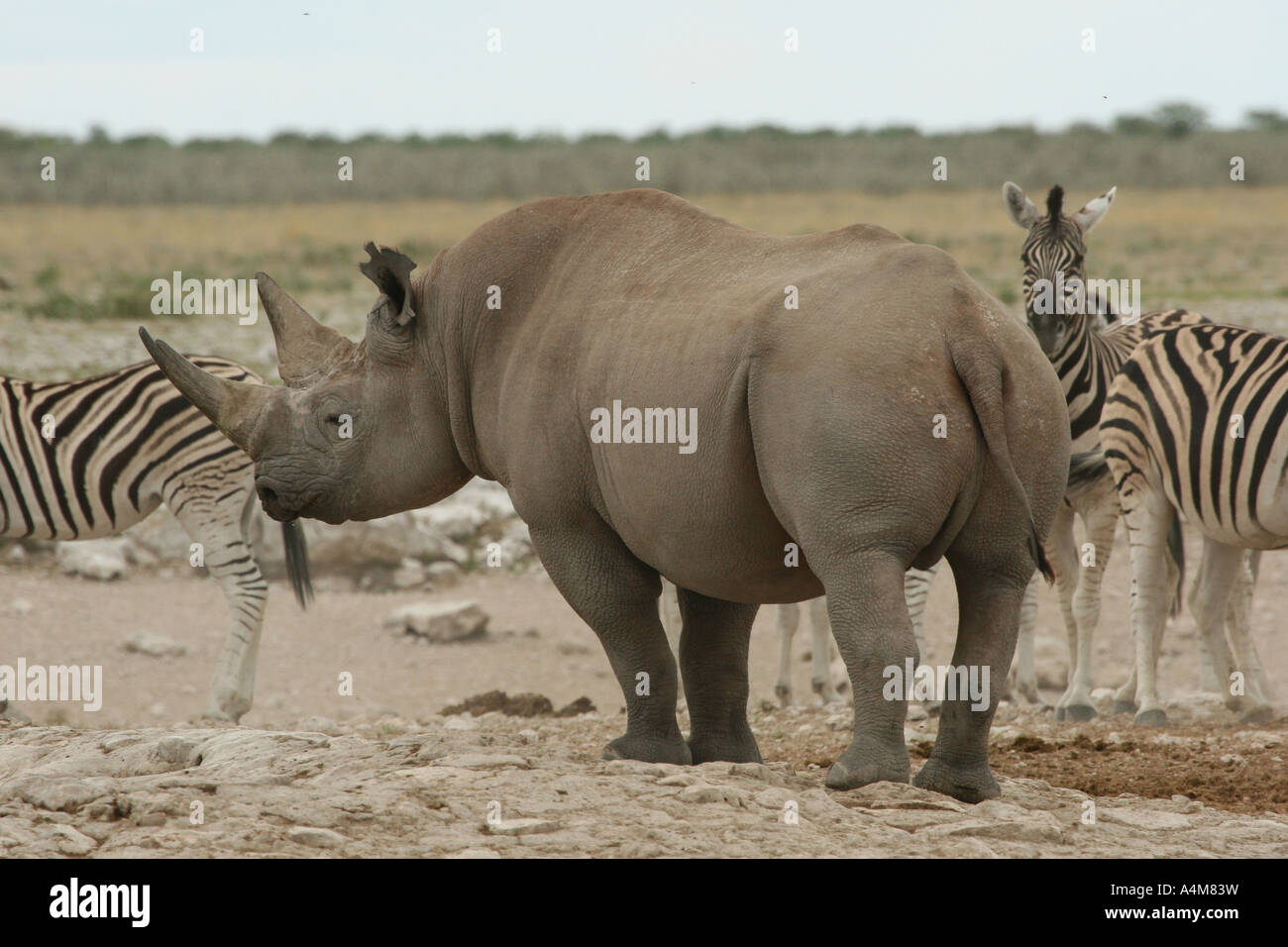 Rhino Surrounded by Zebra in Estosha Stock Photo - Alamy