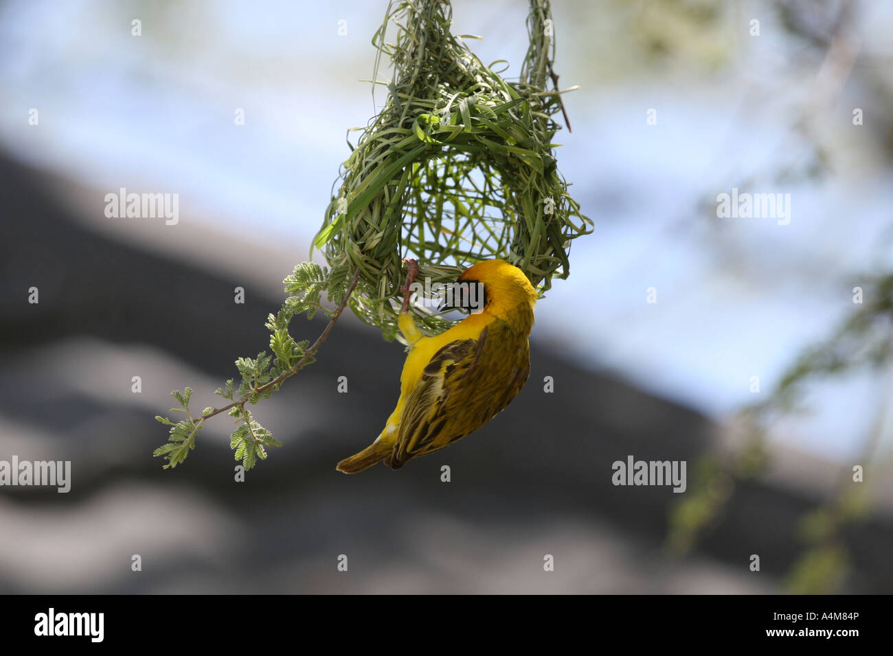 Weaver Bird Building a Nest Stock Photo - Alamy