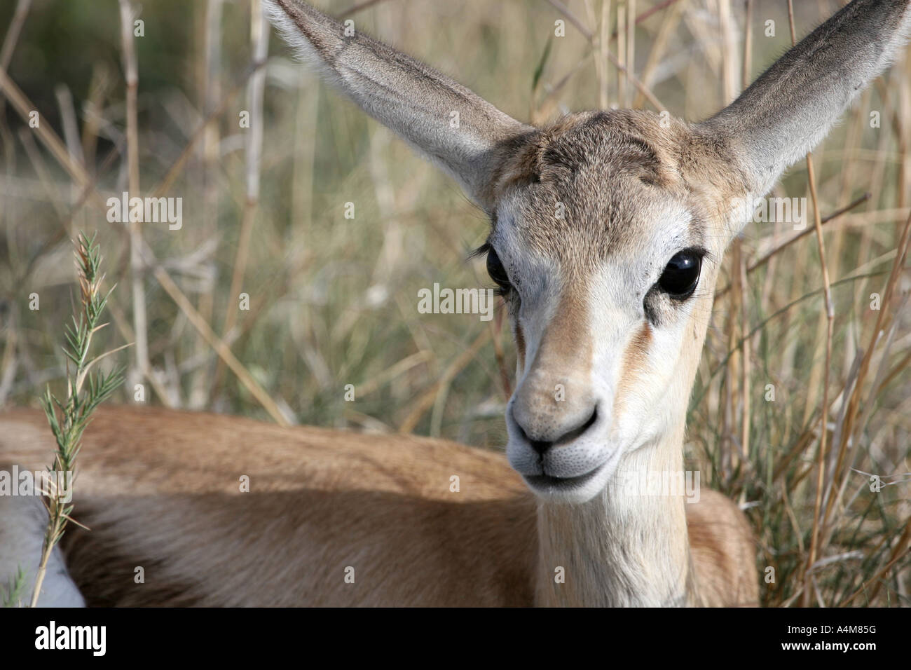 Baby springbok with large eyes Stock Photo - Alamy