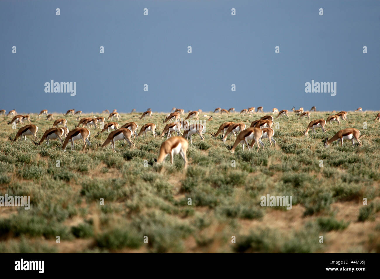Large herd of Springbok grazing Stock Photo - Alamy