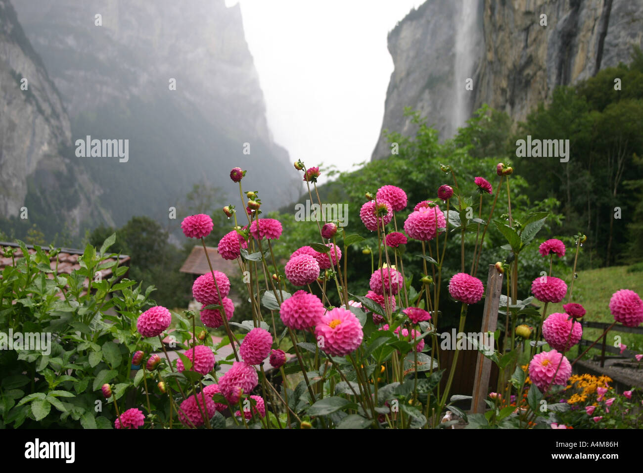 Alpine flowers and pennine alps hi-res stock photography and images - Alamy