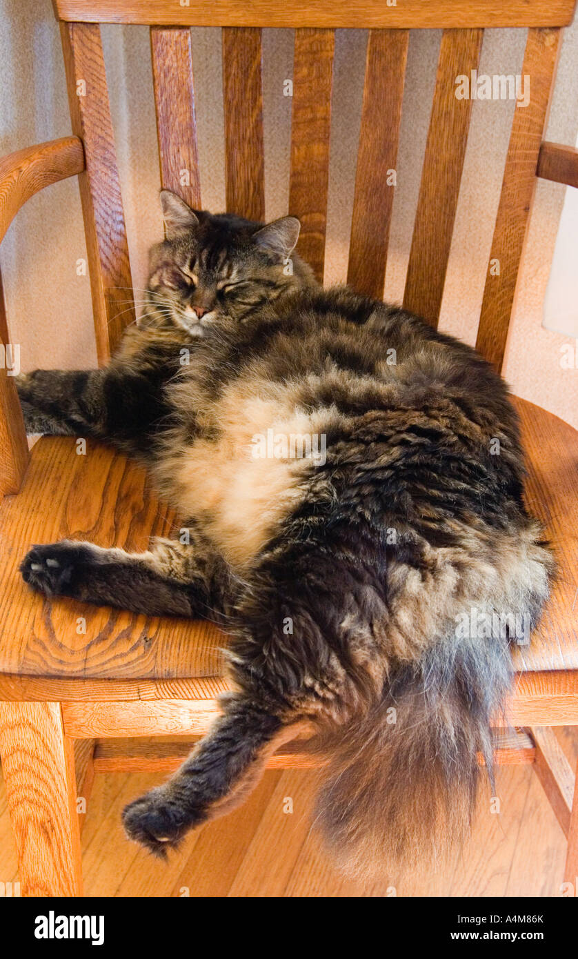 A fat contented cat sleeping on a wooden chair Stock Photo - Alamy