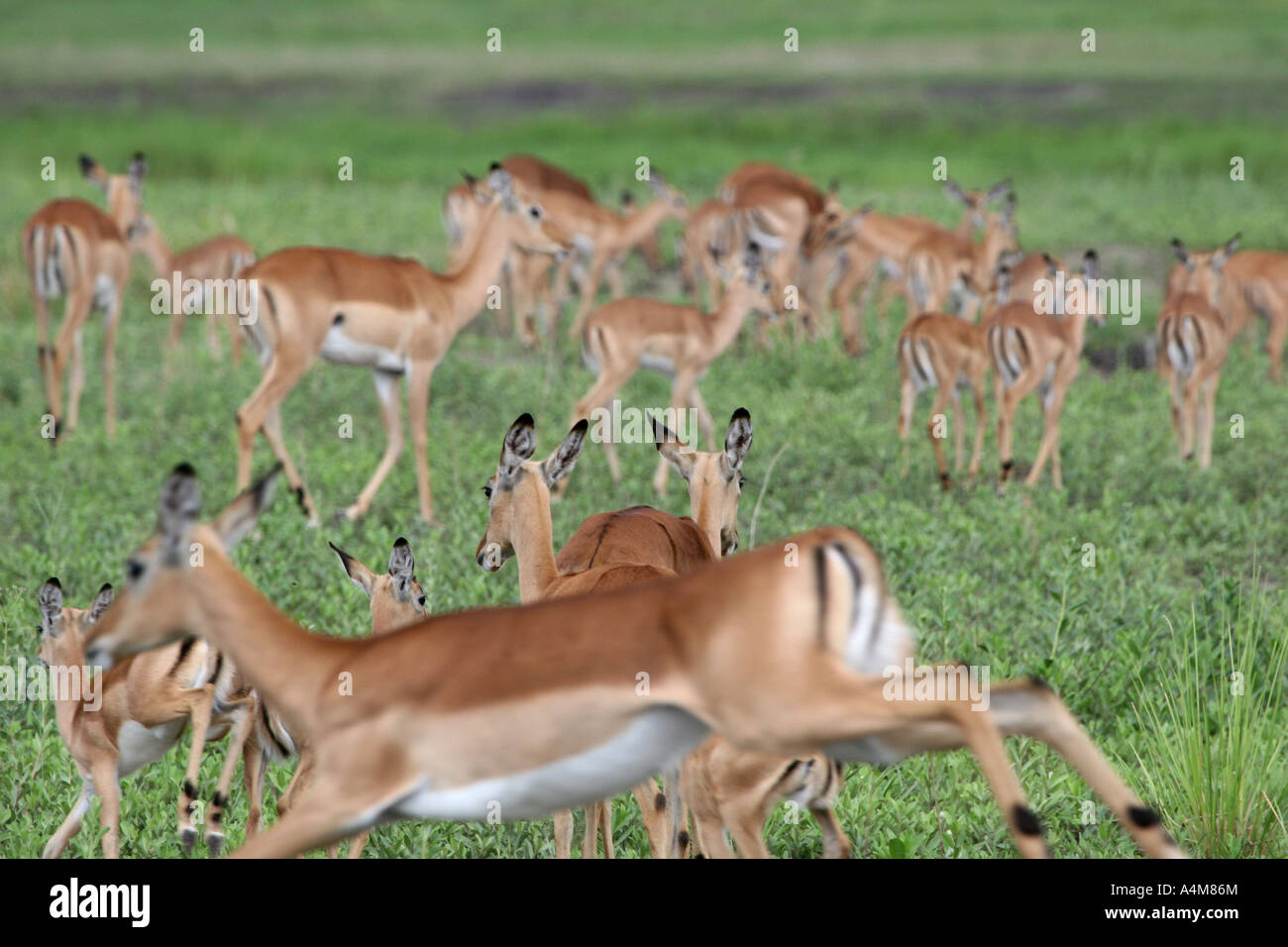 Impala leap hi-res stock photography and images - Alamy