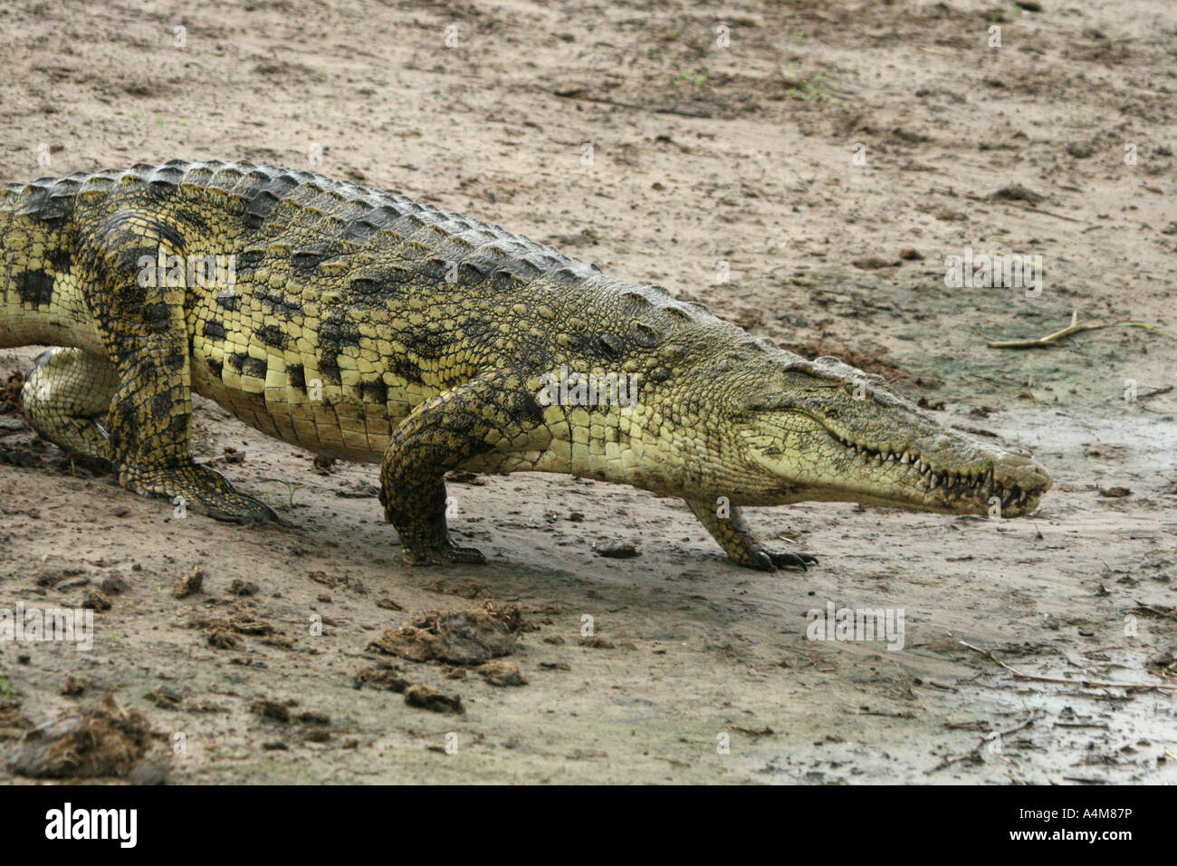 Crocodile in Chobe Stock Photo - Alamy