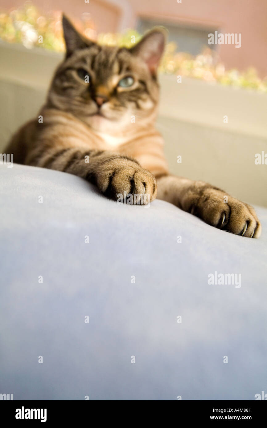 Tabby cat face hi-res stock photography and images - Alamy
