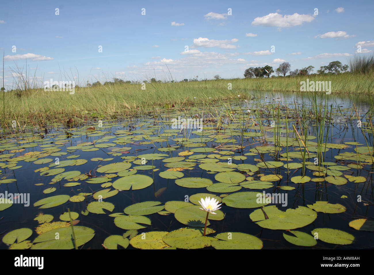 Okavango Delta Swamp Landscape Stock Photo - Alamy