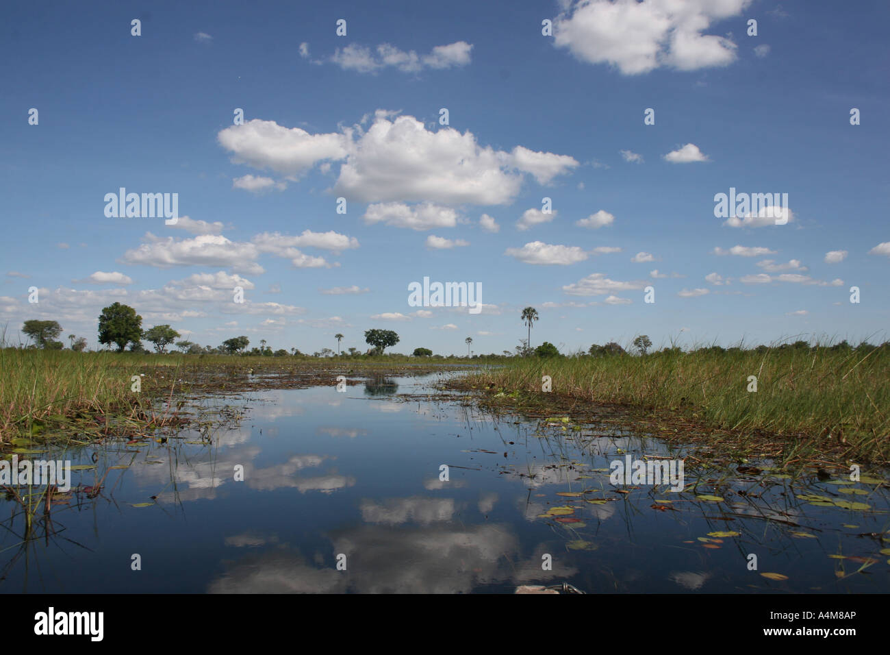 A main waterway in the Okavango Delta Swamp Landscape Stock Photo - Alamy