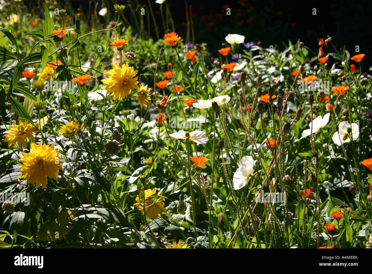 Alpine flowers and pennine alps hi-res stock photography and images - Alamy