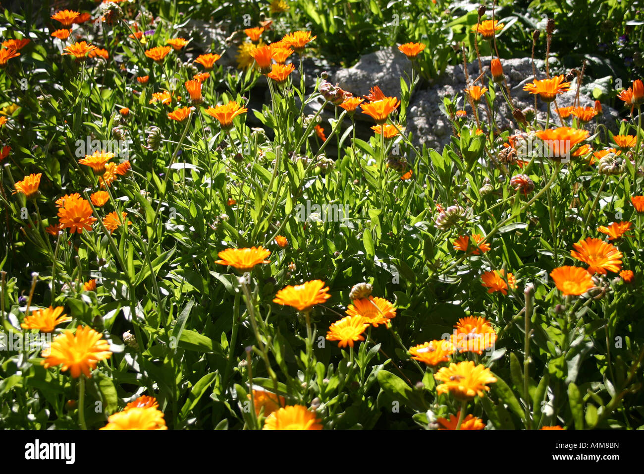 Orange flowers in the Alps Stock Photo - Alamy