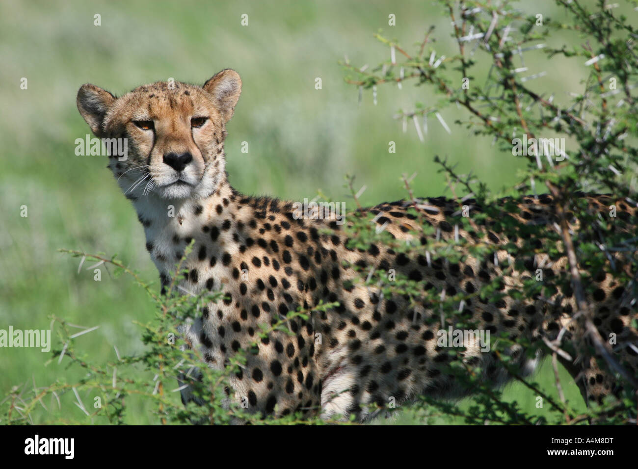 Cheetah From Behind High Resolution Stock Photography and Images - Alamy