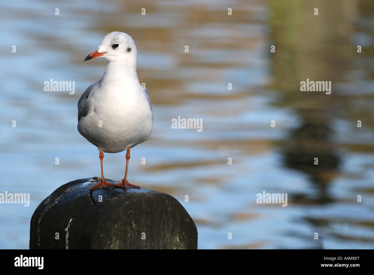 Seagull in London Stock Photo - Alamy