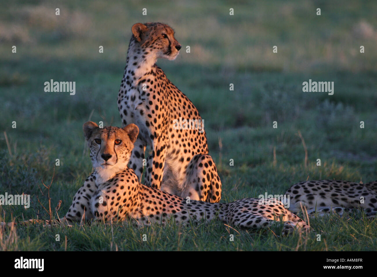 Central cheetahs hi-res stock photography and images - Alamy