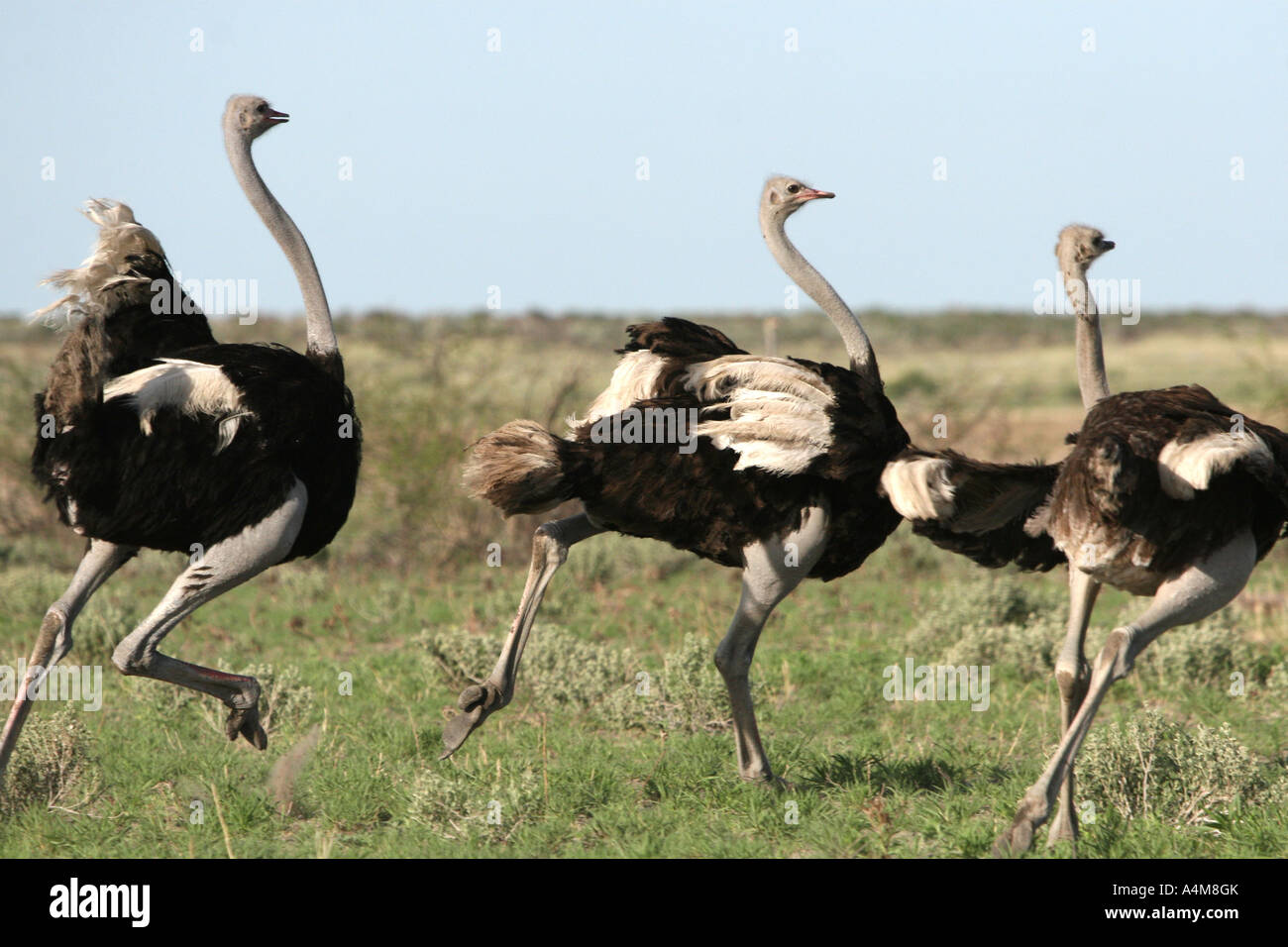 Ostriches running hi-res stock photography and images - Alamy