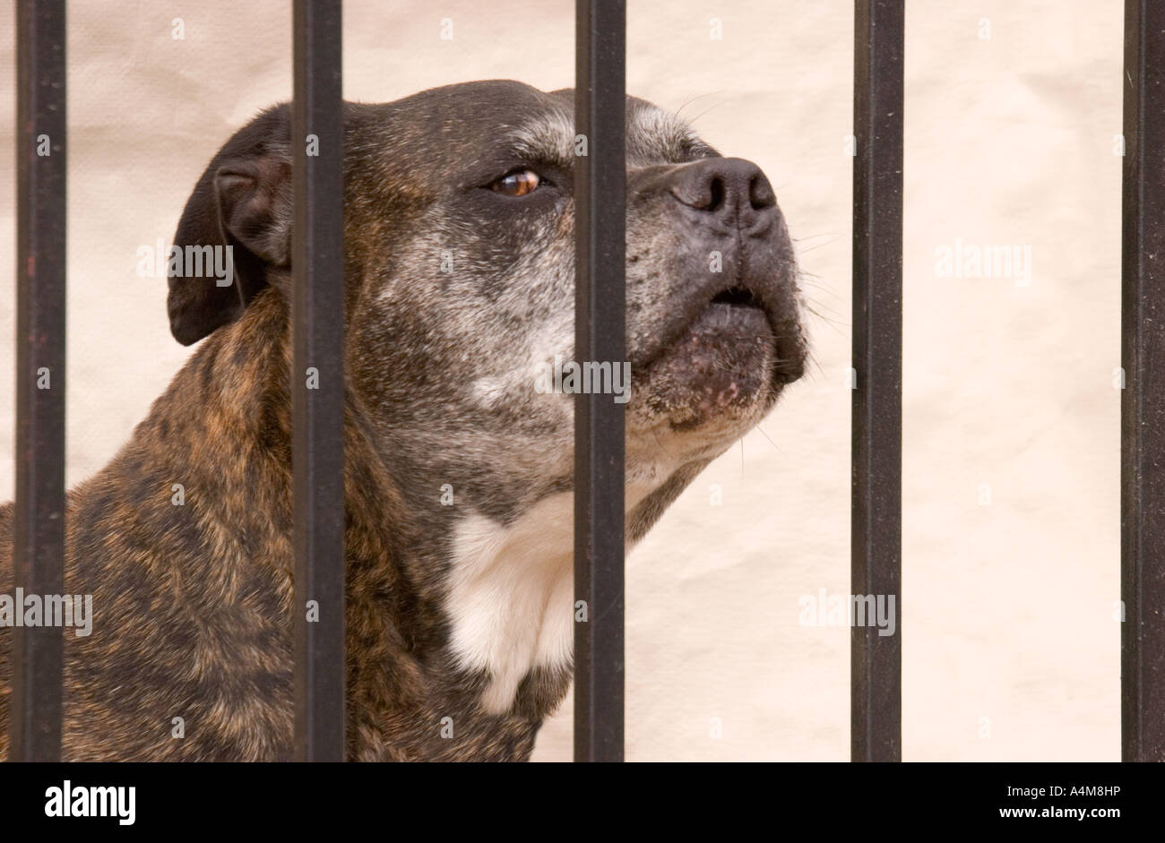 American shelter dogs hi-res stock photography and images - Alamy