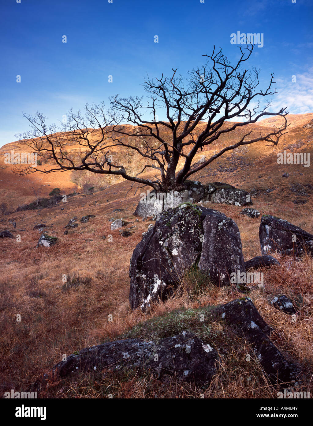Gnarled oak tree beneath An Grianan, Glen Ure Stock Photo - Alamy