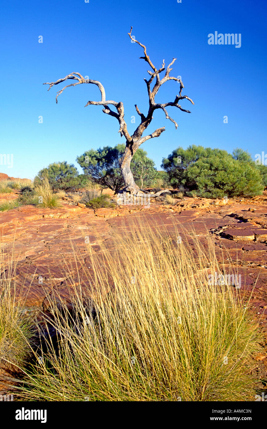 A dead tree in Kings Canyon in Watarrka National Park Northern ...
