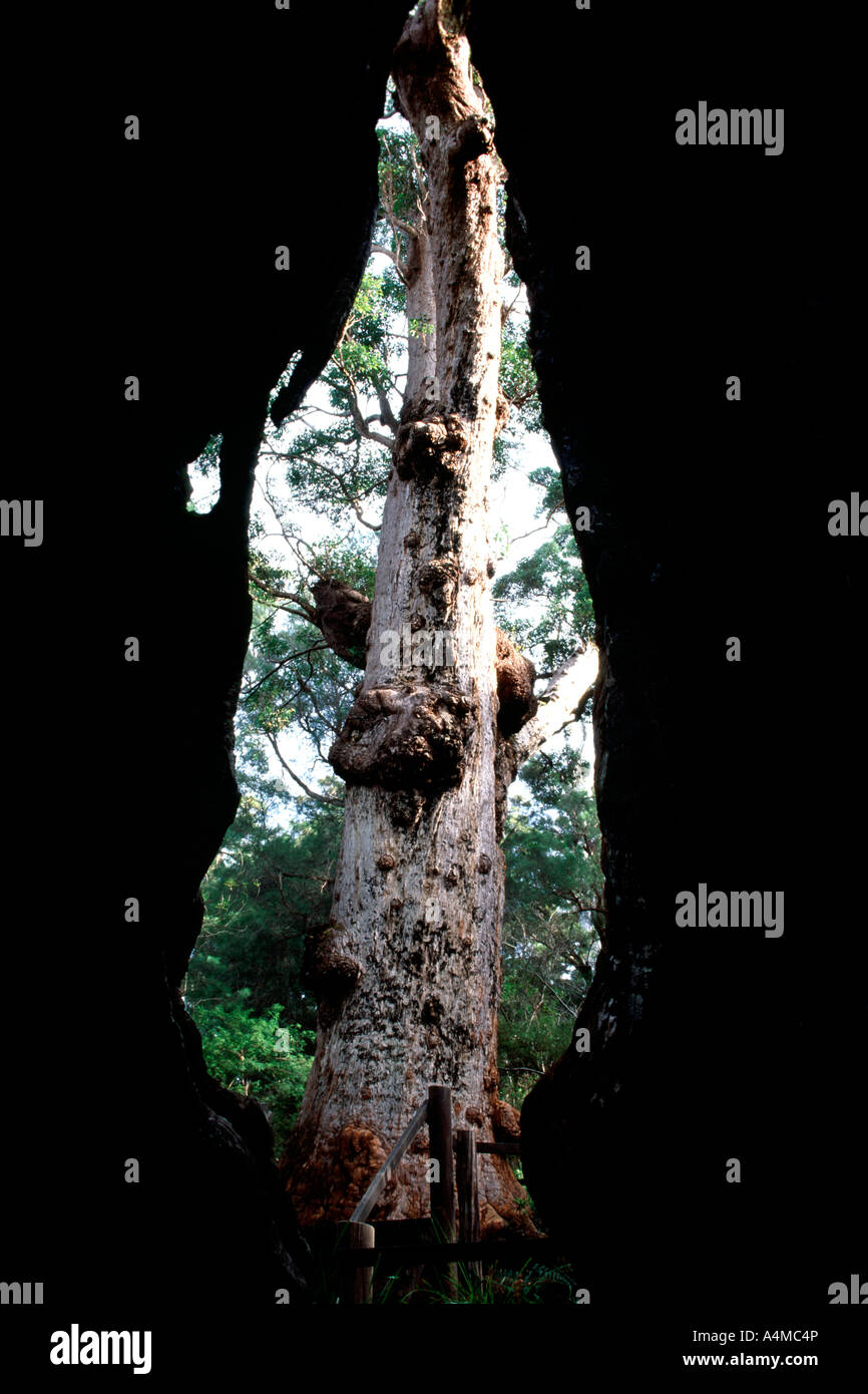 View from inside the trunk of the Giant Tingle tree in the Valley of ...