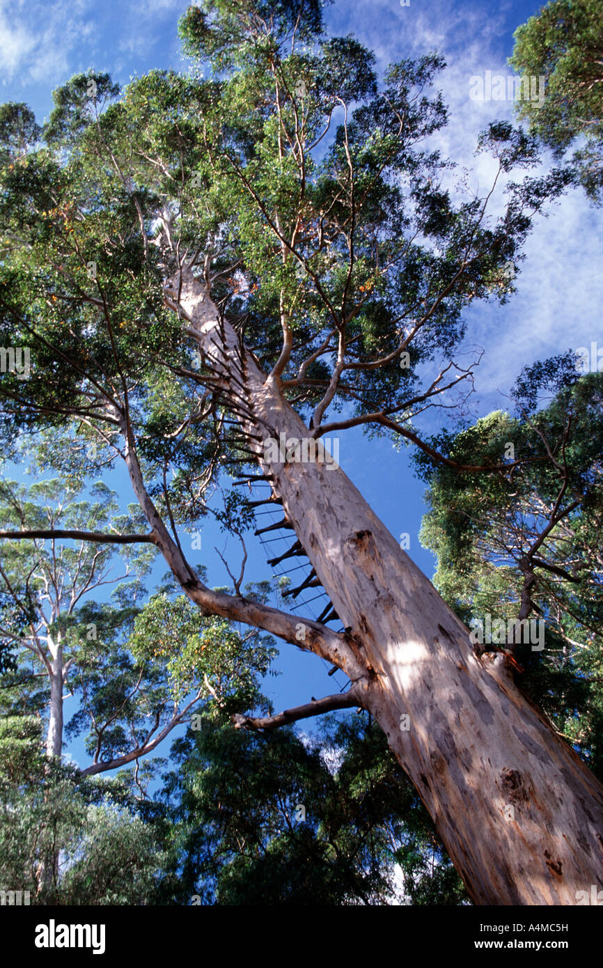 Gloucester tree western australia hi-res stock photography and images ...