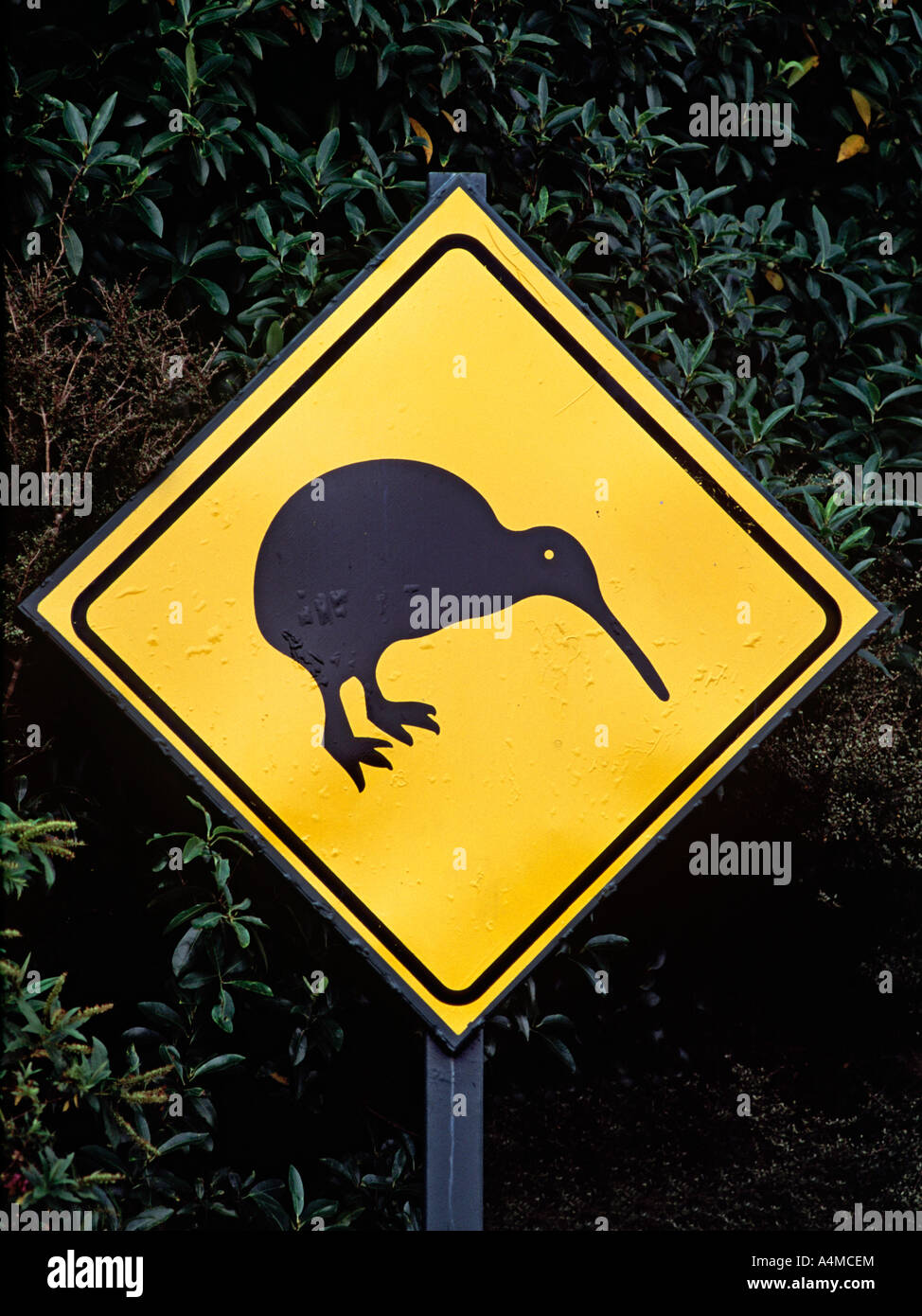 Road sign warning of kiwis in New Zealand Stock Photo - Alamy