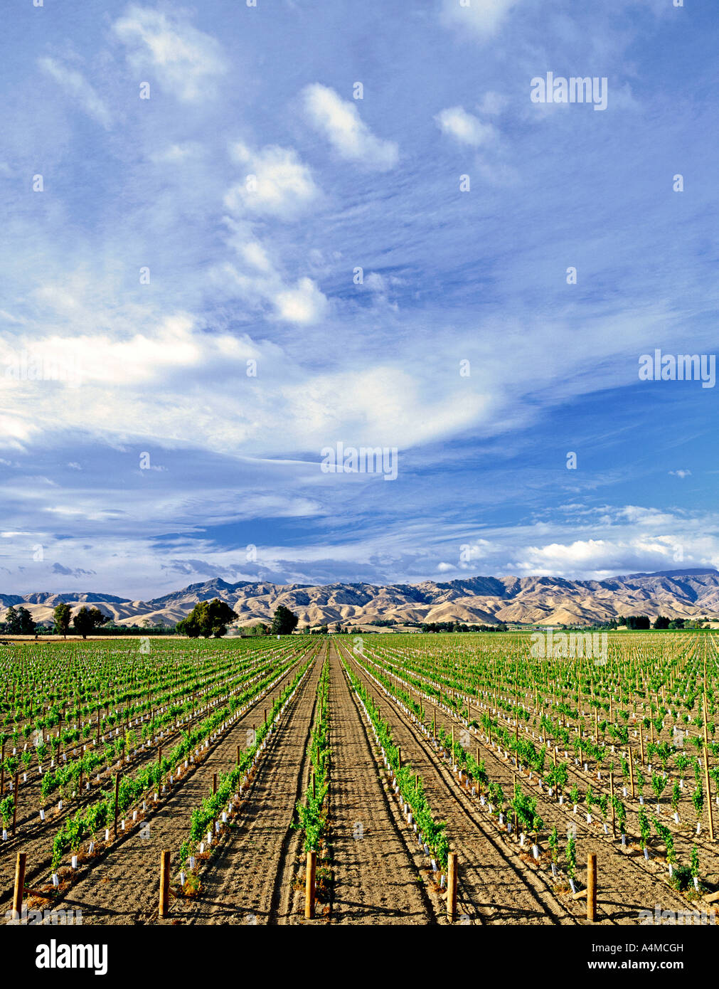 Bishell Vineyards and Wither Hills in the Marlborough region of New ...