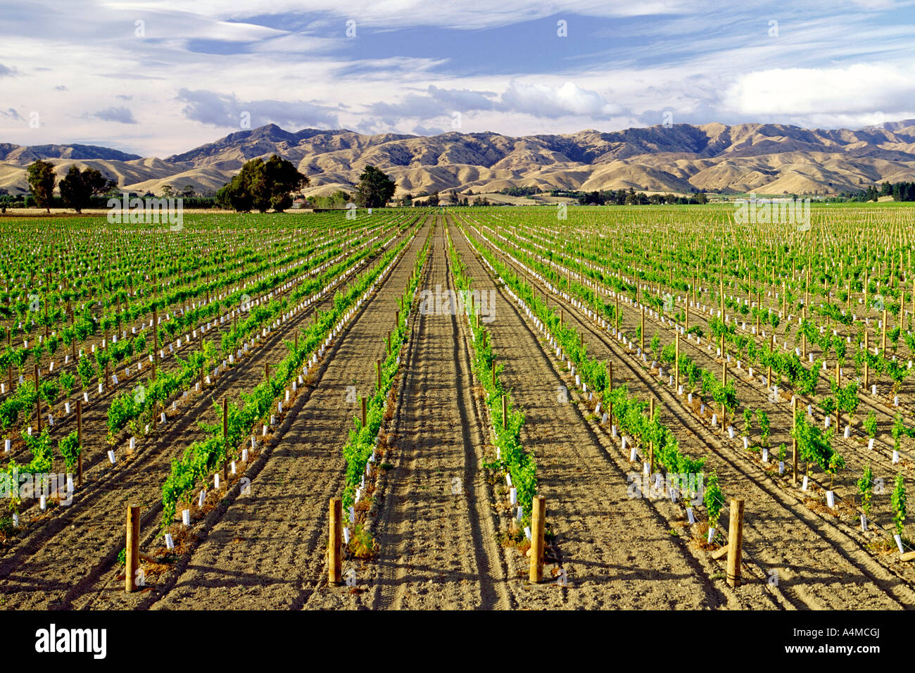 Bishell hi-res stock photography and images - Alamy