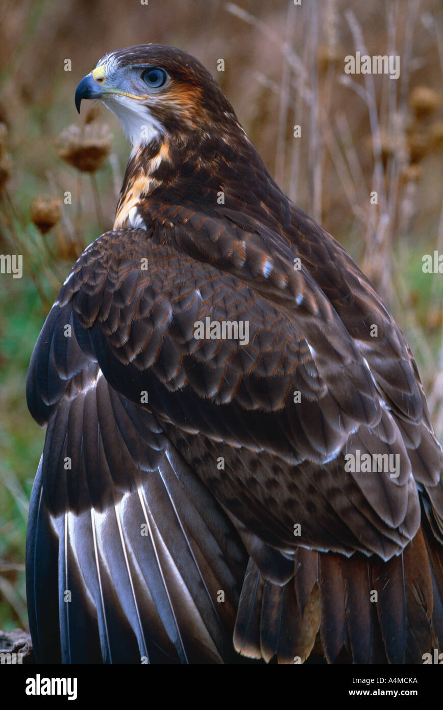 Augur hawk hi-res stock photography and images - Alamy