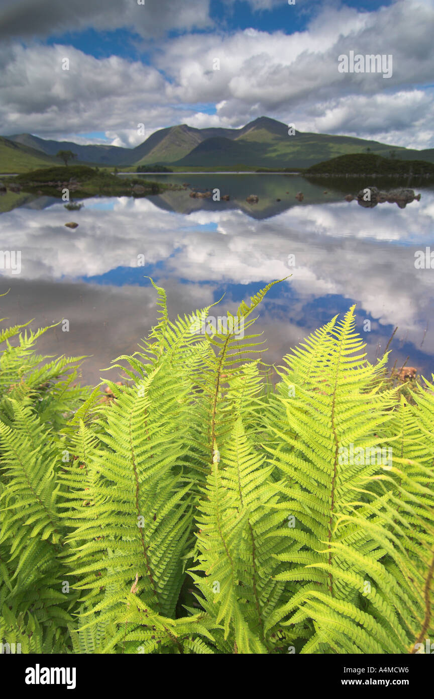 Scotland scottish highlands fern ferns green hi-res stock photography ...