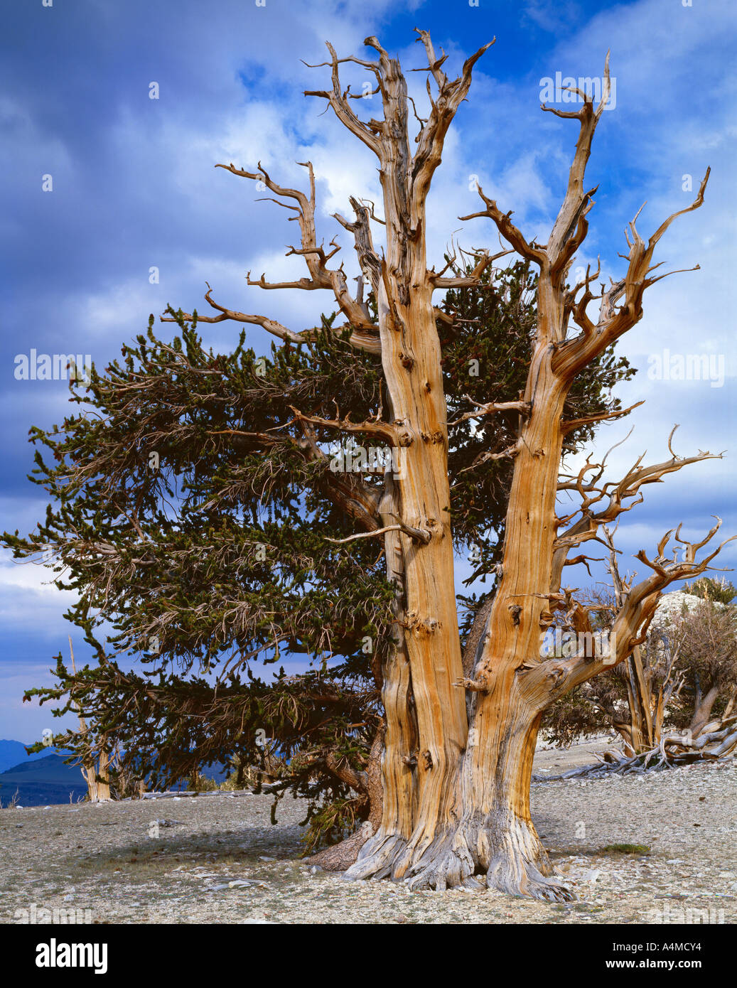 Bristlecone pine trees Stock Photo - Alamy