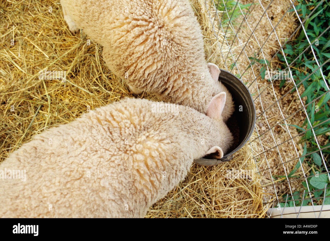 Two Sheep Eating From Pail Stock Photo - Alamy