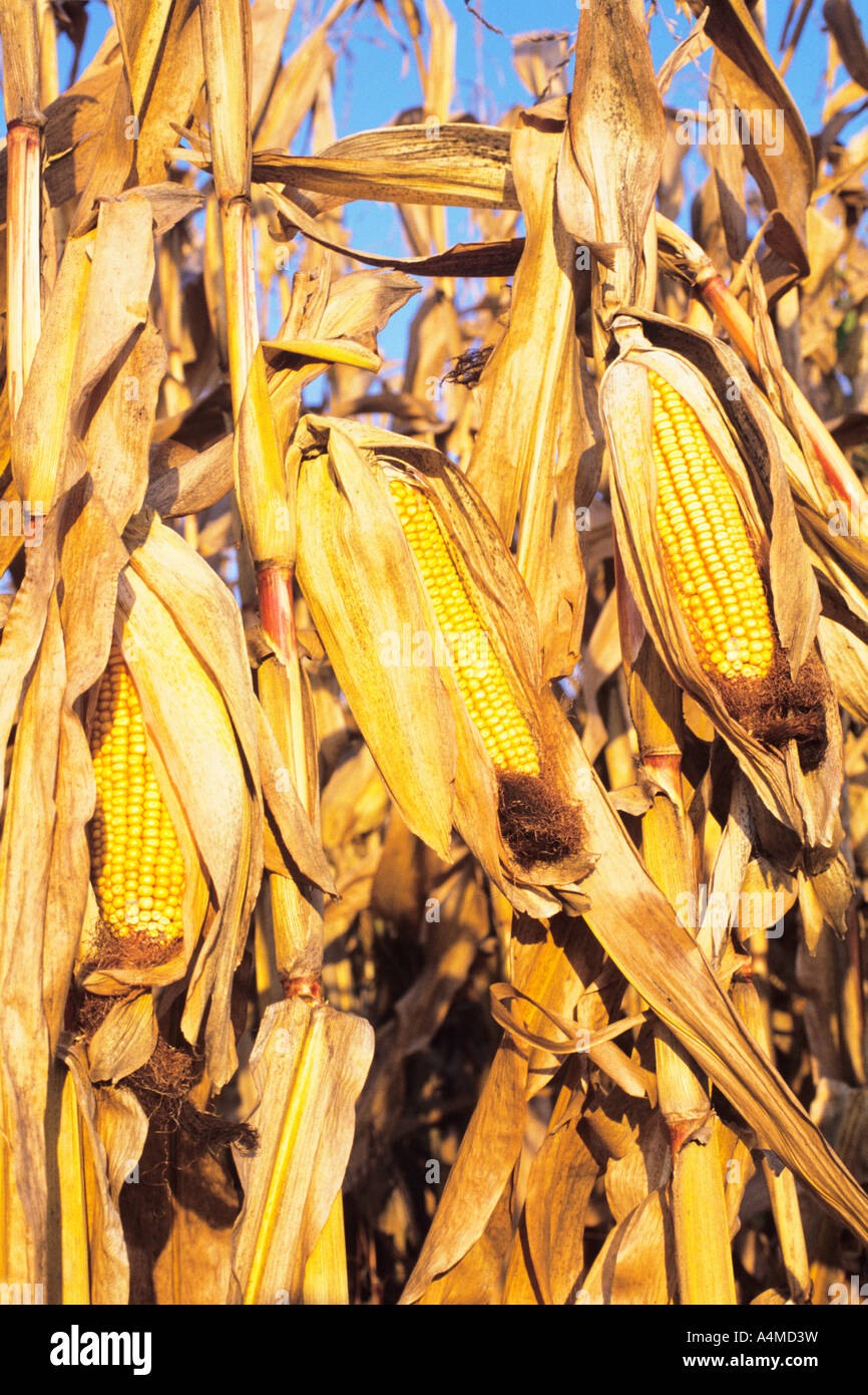 DRIED CORN ON STALK Stock Photo - Alamy