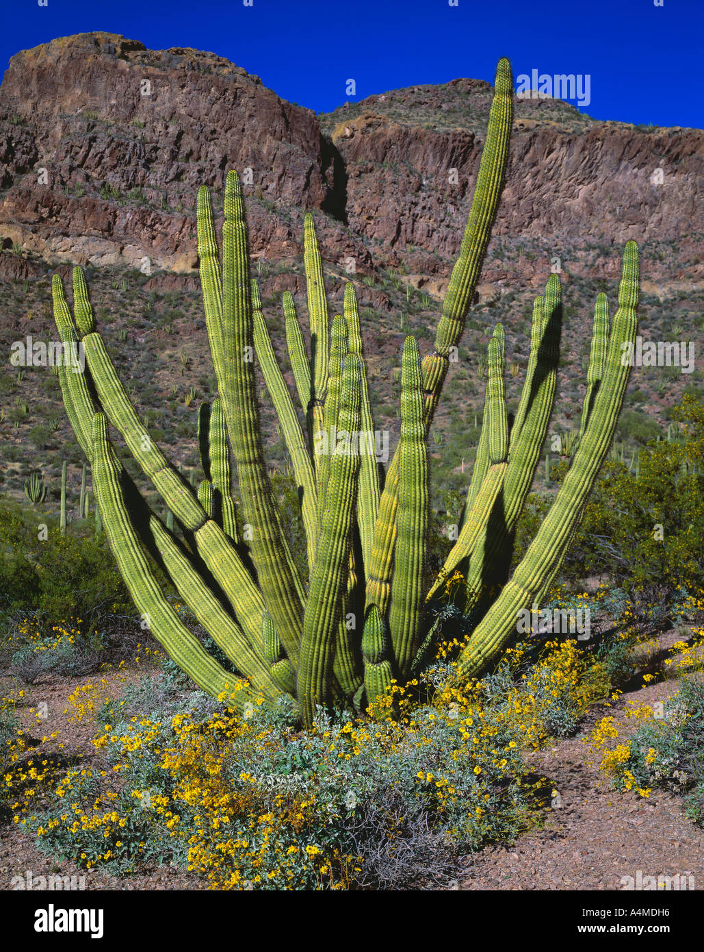 Desert landscape with organ pipe cactus and brittlebush Organ Pipe ...