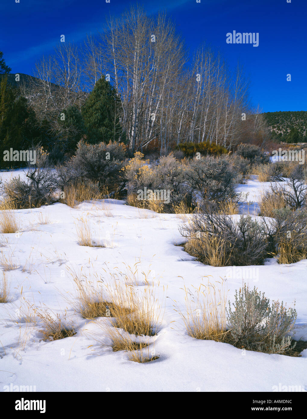 Great basin nevada winter hi-res stock photography and images - Alamy