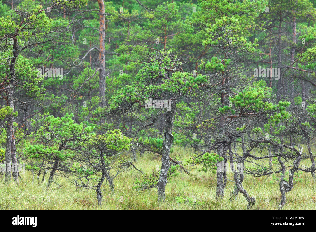 Trees. Store Mosse Nationalpark, Sweden Stock Photo - Alamy
