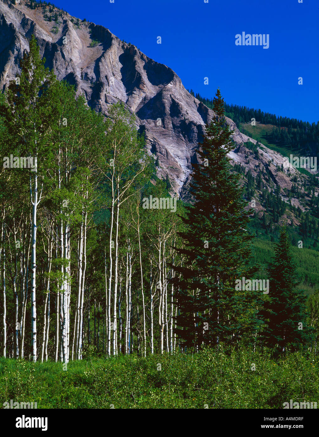 Aspen trees in summer foliage Gunnison National Forest Stock Photo - Alamy