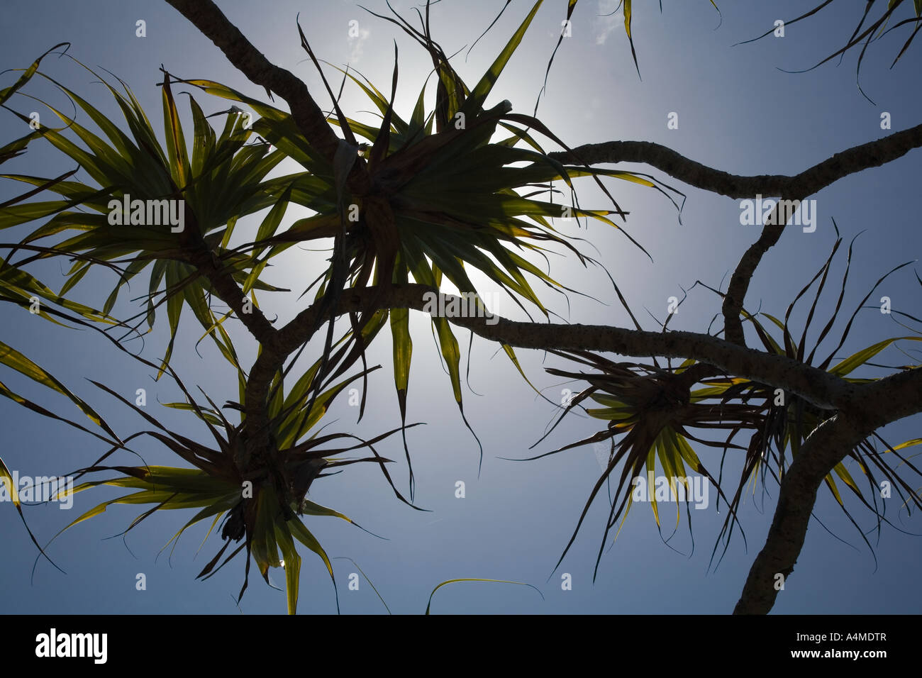 Spiralus hi-res stock photography and images - Alamy