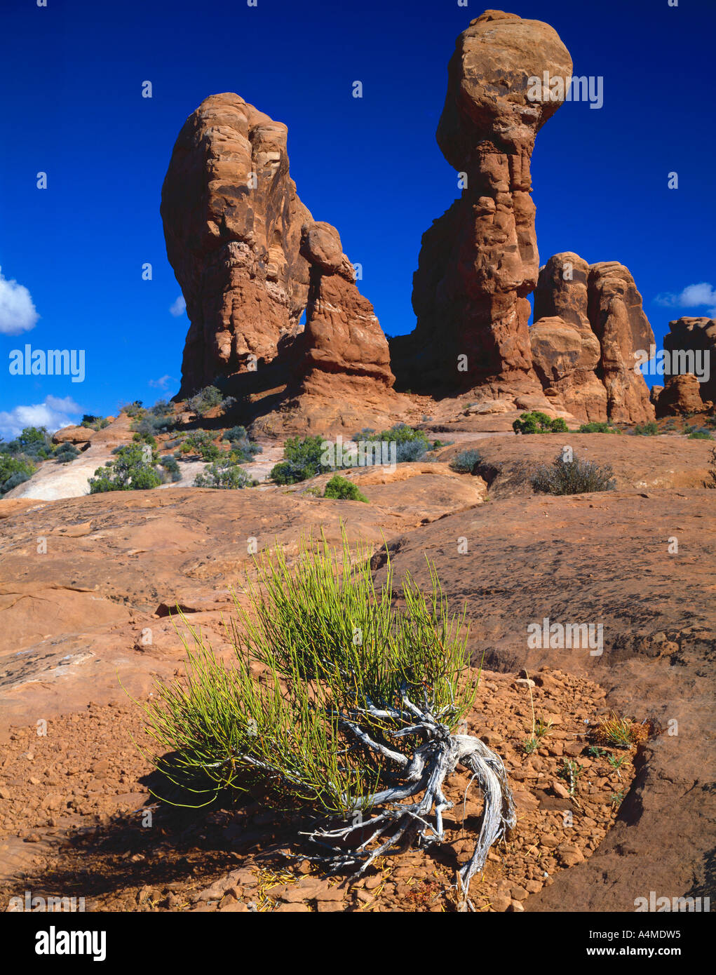 Mormon tea hi-res stock photography and images - Alamy